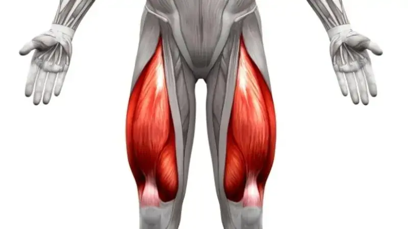 Knee Muscles