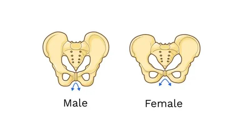 Pelvis Anatomy