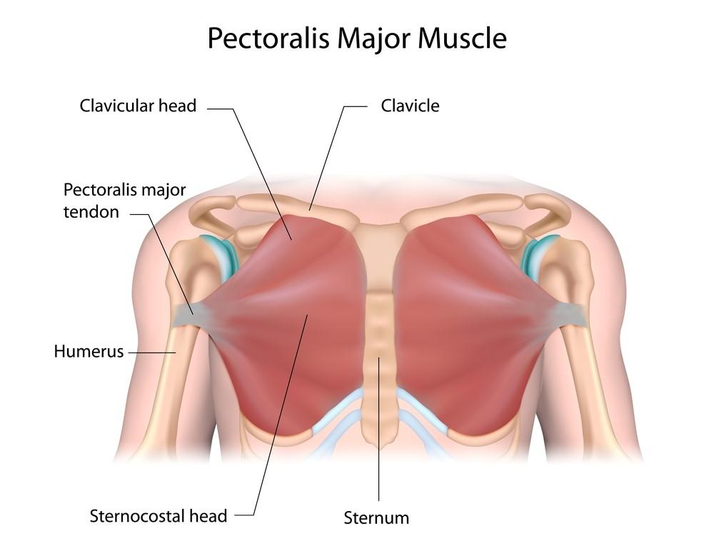 Pectoralis Major Muscle Strain: Causes, Symptoms, and Rehabilitation