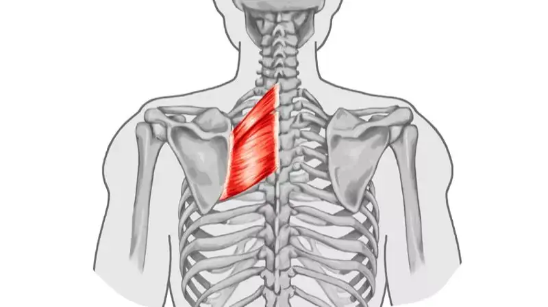 Symptoms Of Torn Neck Muscle