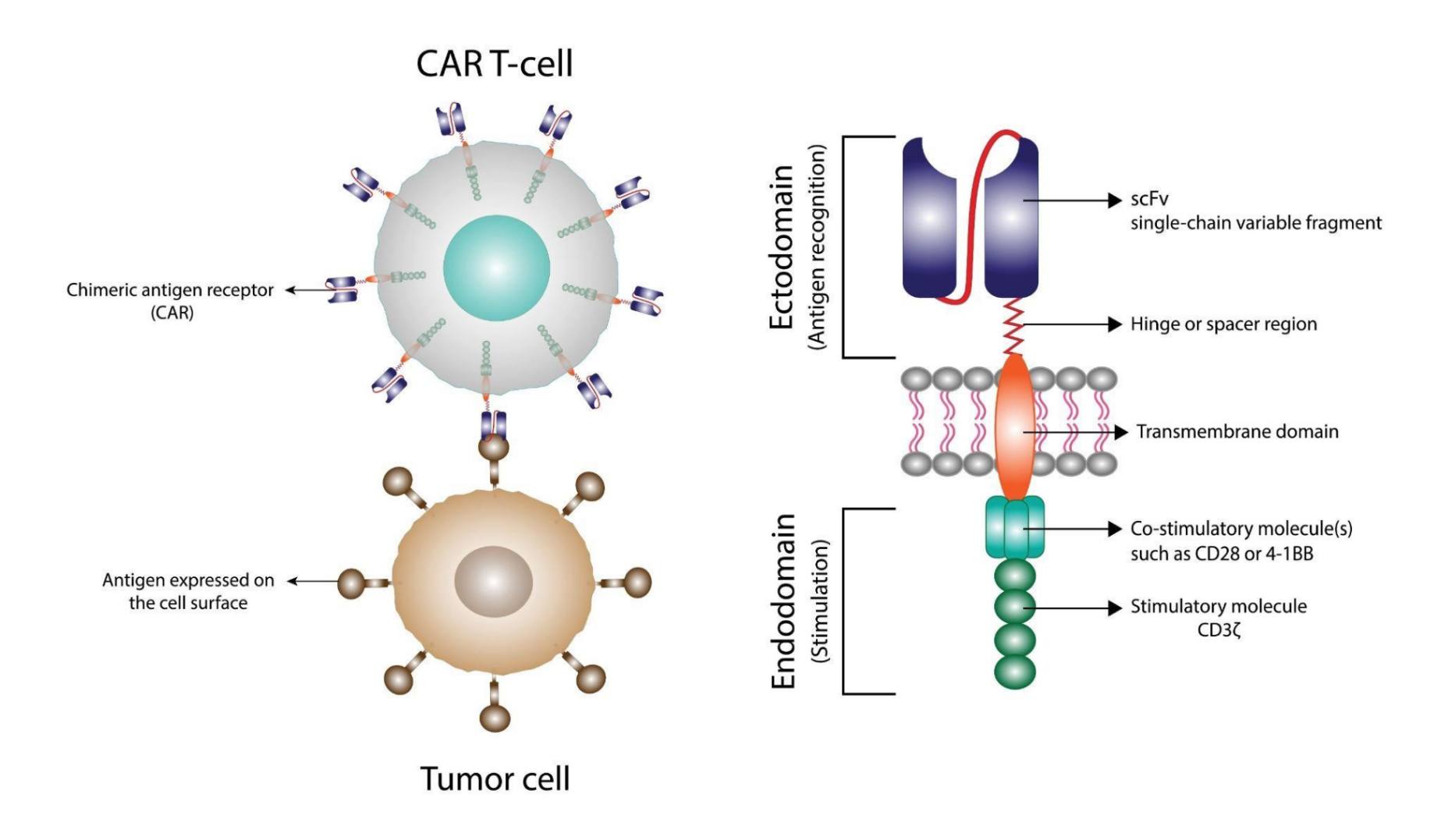 CAR-T Therapy In Adults