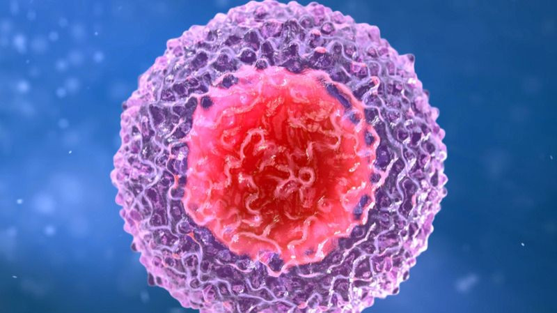 Lymphocytes: Function, Definition, Levels and Ranges