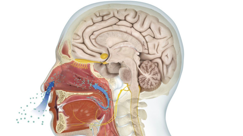 Olfactory Nerve